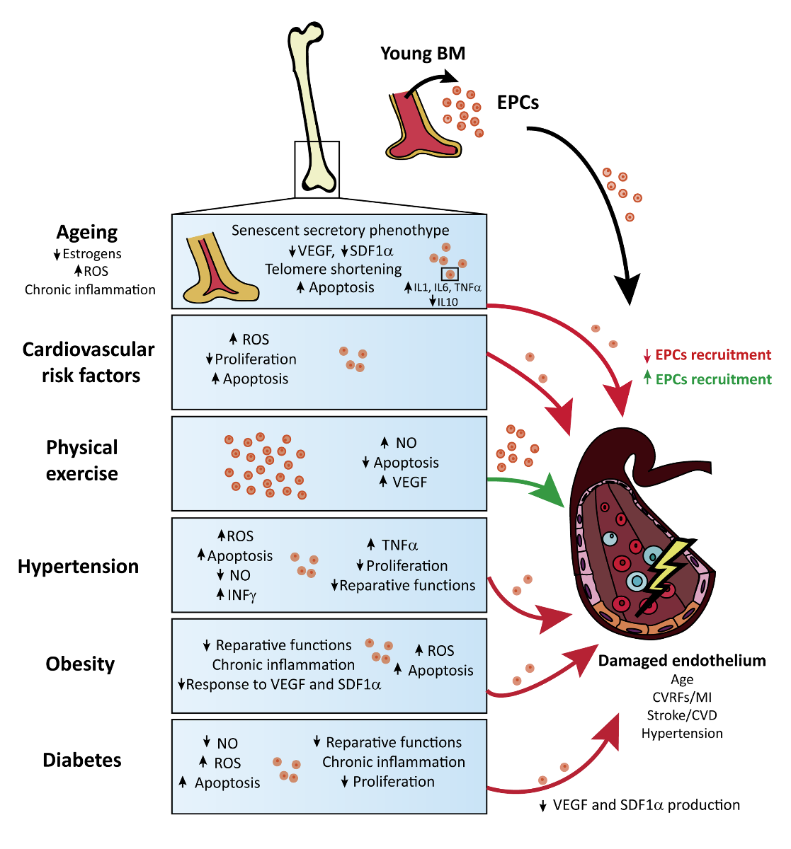 Effects Of Aging And Comorbidities On Endothelial Progenitor Cells